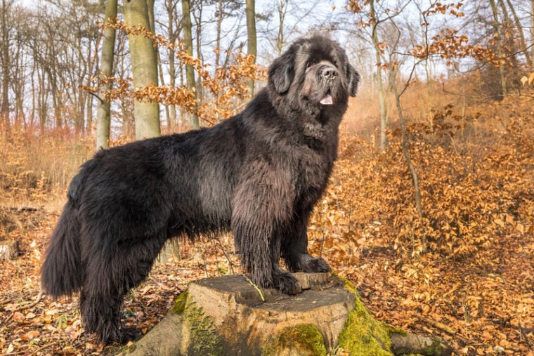 How Big Do Newfoundland Dogs Get? Average Weight & Growth Chart ...