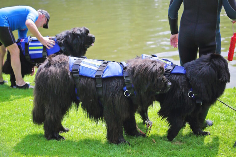 Do Newfoundland Dogs Like to Swim? Breed Facts & FAQs | Hepper Pet ...