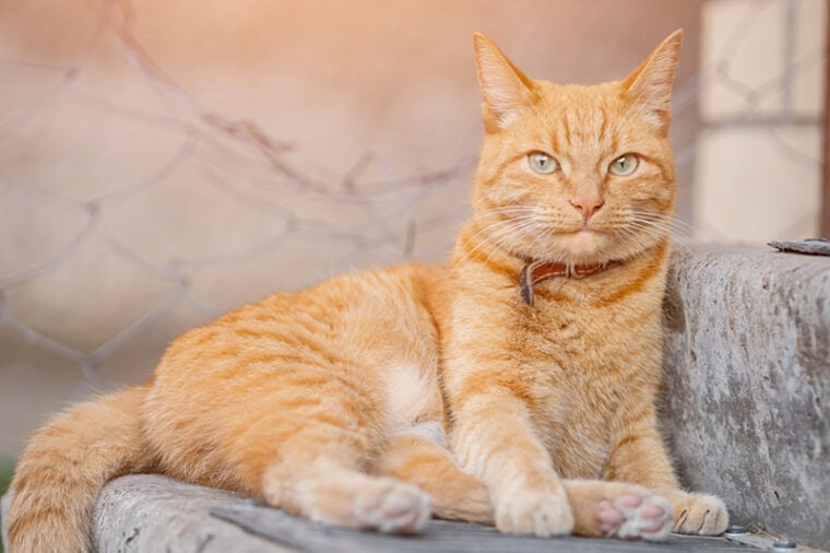 Morris the Cat: 12 Incredible Facts About the 9 Lives Mascot | Hepper ...