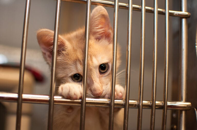 Morris the Cat: 12 Incredible Facts About the 9 Lives Mascot | Hepper ...