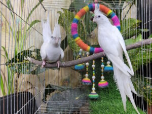 Cockatiel Body Language: 15 Crucial Cues to Look For | Hepper Pet Resources