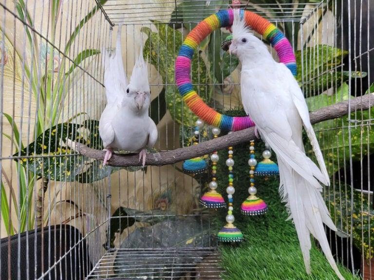 What Cage Size for a Cockatiel Do I Need? Vet-Reviewed Requirements ...