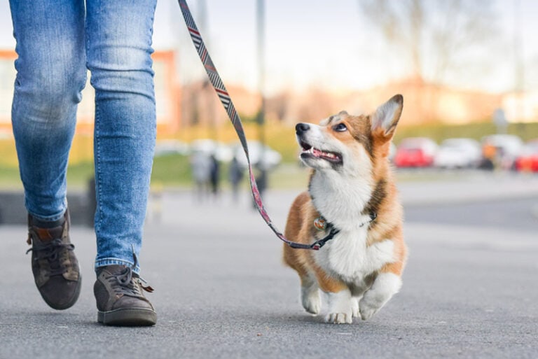 10 Types of Dog Leashes and Their Differences (with Pictures) | Hepper ...