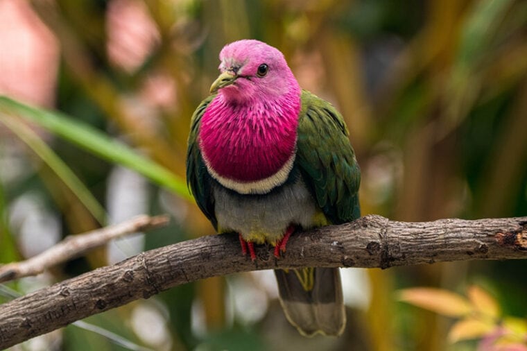 5 Cute Pink Pet Bird Species (With Info & Pictures) | Hepper Pet Resources
