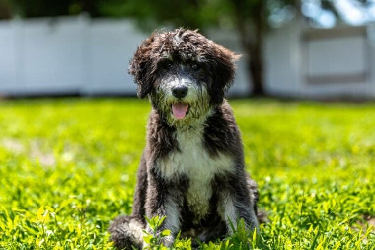 When Does a Puppy Become an Adult? Vet Reviewed Explanation | Hepper ...