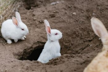 Why Do Rabbits Dig Holes? 6 Likely Reasons | Hepper Pet Resources