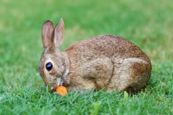 How Much Does a Rabbit Cost? 2025 Price Update | Hepper Pet Resources
