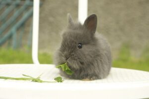 Why Do Rabbits Eat Their Poop? 5 Vet Reviewed Reasons | Hepper Pet ...