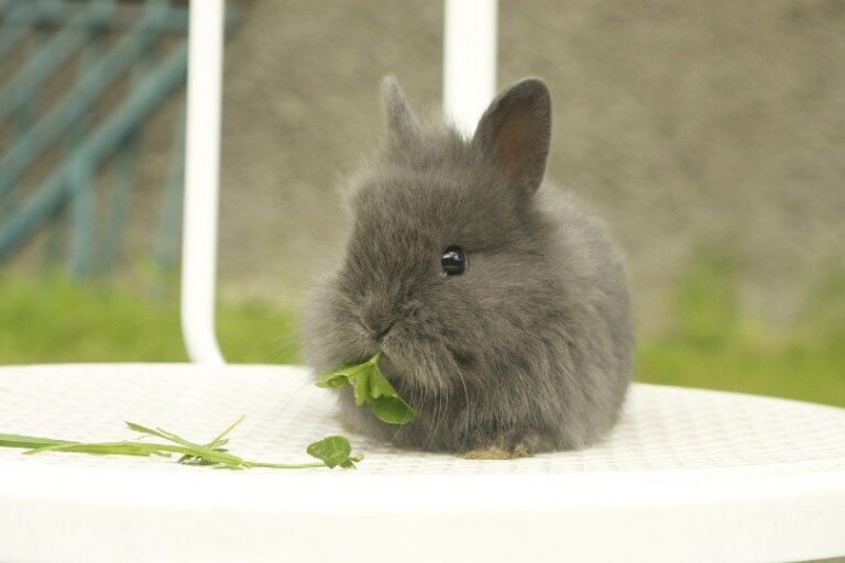 Why Do Rabbits Eat Their Poop? 5 Vet Reviewed Reasons | Hepper Pet ...