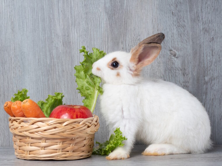 8 Fluffy Rabbit Breeds: Info, Pictures & Care Guide | Hepper Pet Resources