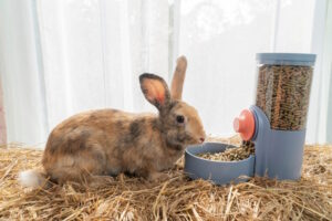 How Much Food Should a Rabbit Eat? Vet-Approved Options & Feeding Tips ...