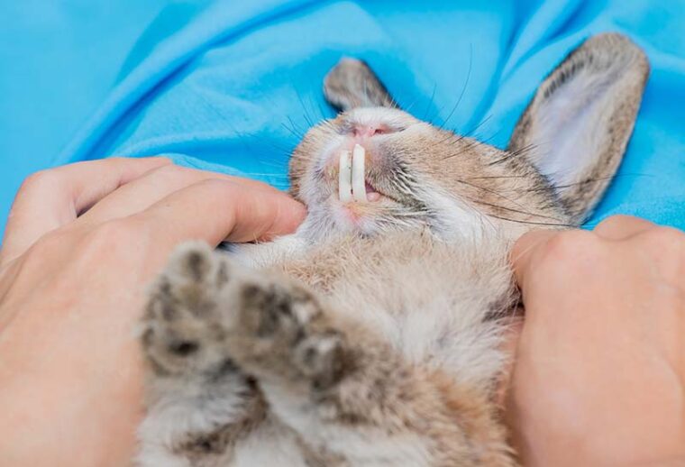 14 Interesting Vet-Reviewed Facts About Rabbit Teeth | Hepper Pet Resources