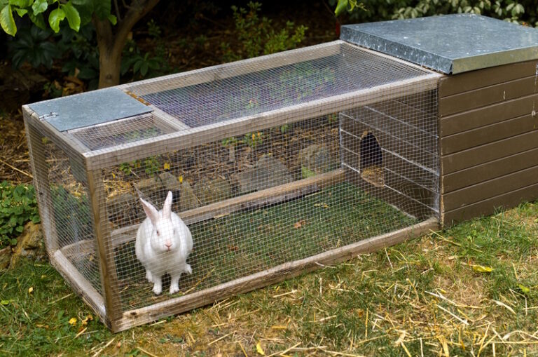 Are Rabbits Good Pets? Pros and Cons Explained | Hepper Pet Resources
