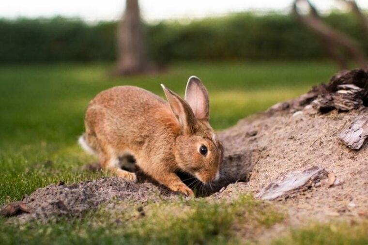 Why Do Rabbits Dig Holes? 6 Likely Reasons (Vet-Reviewed) | Hepper Pet ...