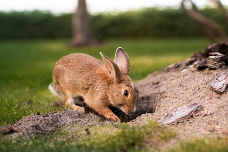 What Smells Do Rabbits Hate? 7 Common Scents | Hepper Pet Resources