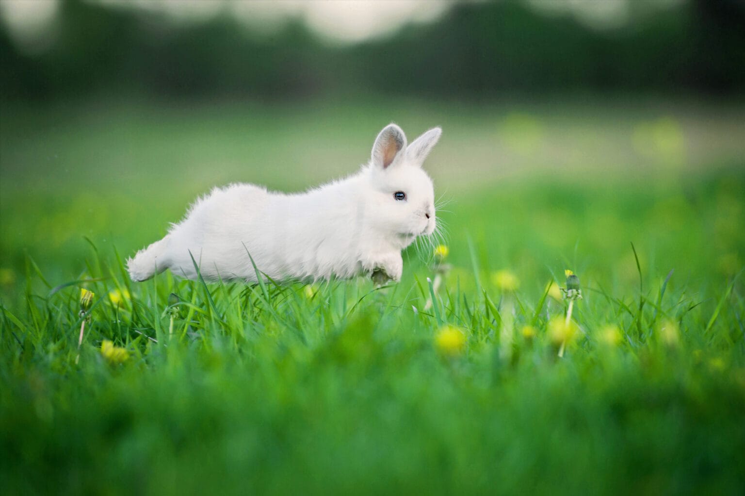 How Fast Can a Pet Rabbit Run? Speed Comparison & FAQs | Hepper Pet ...