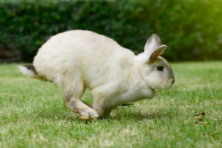 Rabbit Body Language: 10 Behaviors & What They Mean | Hepper Pet Resources