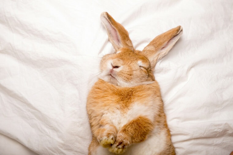 14 Rabbit Sleeping Positions & Their Meanings (With Pictures) | Hepper ...