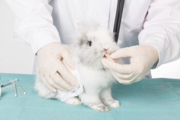 How Long Do Lionhead Rabbits Live as Pets? Vet Reviewed Lifespan, Data ...