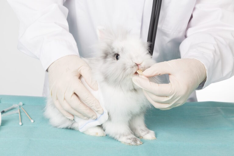 How Long Do Lionhead Rabbits Live as Pets? Vet Reviewed Lifespan, Data ...