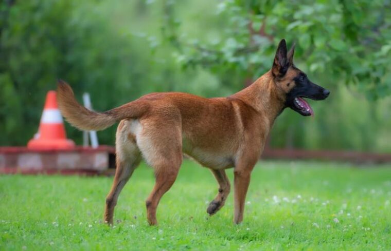 12 Belgian Malinois Colors & Patterns (With Pictures) | Hepper Pet ...