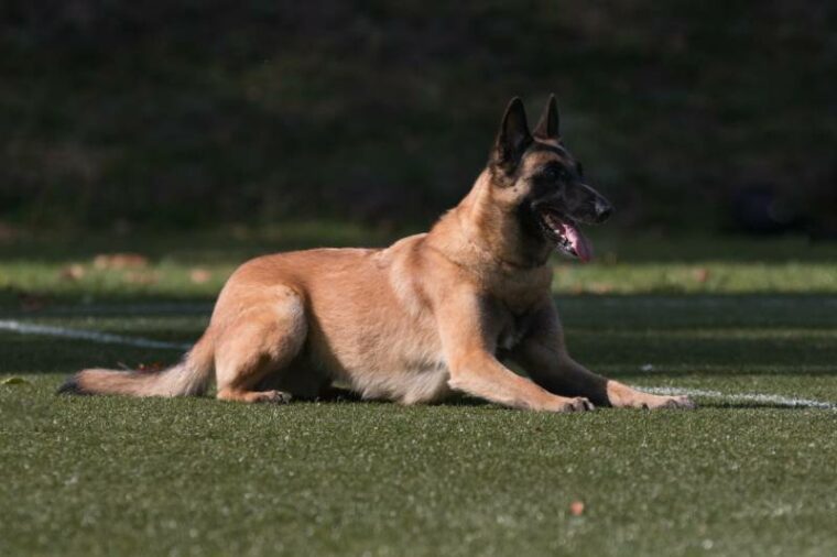 12 Belgian Malinois Colors & Patterns (With Pictures) | Hepper Pet ...