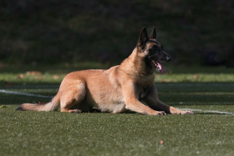 12 Belgian Malinois Colors & Patterns (With Pictures) | Hepper Pet ...