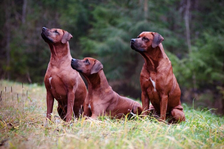 7 Rhodesian Ridgeback Pros & Cons: What to Know Before You Get One ...