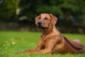 How Long Do Rhodesian Ridgebacks Live? Average Lifespan, Data & Care ...