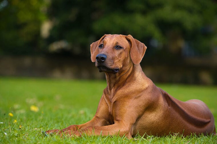 How Big Does a Rhodesian Ridgeback Get? Average Growth and Weight Chart ...