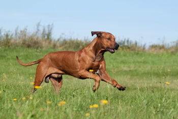 How Long Do Rhodesian Ridgebacks Live? Average Lifespan, Data & Care ...
