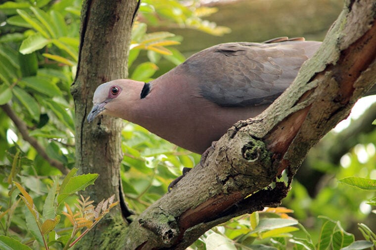 10 Low-Maintenance Pet Birds That Are Easy to Keep (With Pictures ...