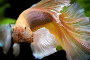 8 Rare Betta Fish Colors: Traits & Fin Types | Hepper Pet Resources