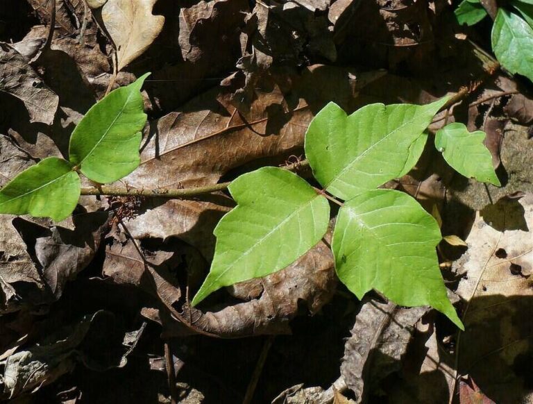 My Dog Ate Poison Ivy: Here's What to Do (Vet Answer) | Hepper Pet ...