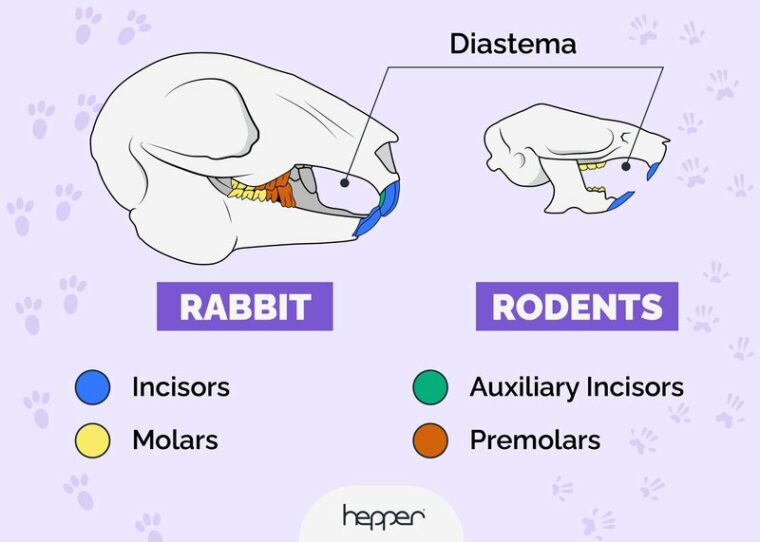 14 Interesting Vet-Reviewed Facts About Rabbit Teeth | Hepper Pet Resources
