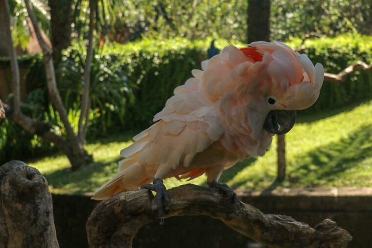 5 Cute Pink Pet Bird Species (With Info & Pictures) | Hepper Pet Resources
