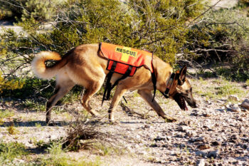 What Are Search and Rescue Dogs? 6 Types & How They Work | Hepper Pet ...