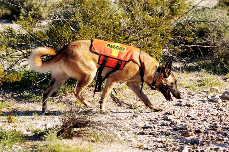 What Are Search and Rescue Dogs? 6 Types & How They Work | Hepper Pet ...