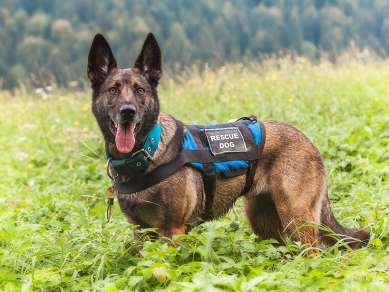 What Are Search and Rescue Dogs? 6 Types & How They Work | Hepper Pet ...