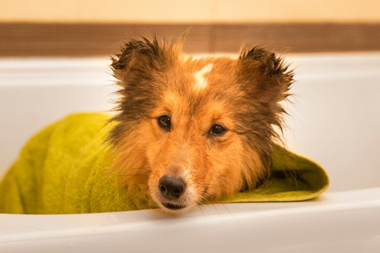 How Often Should You Bathe Your Dog? Vet Approved Facts & Tips | Hepper ...
