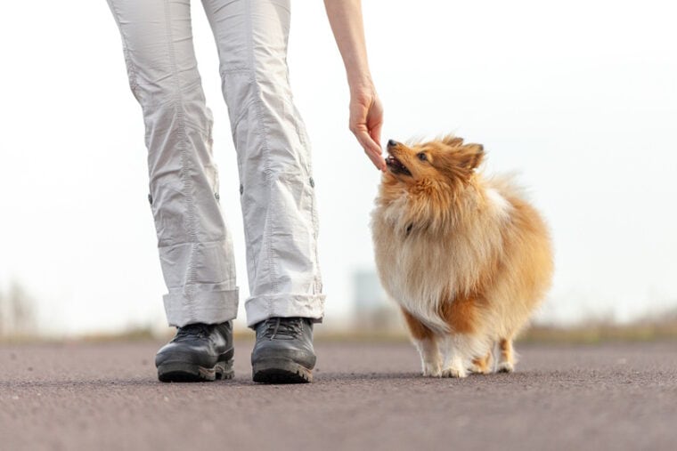 15 Sheltie Pros and Cons You Need to Know | Hepper Pet Resources
