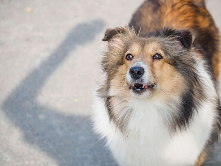 20 Most Affectionate Dog Breeds That Love to Cuddle (With Info ...