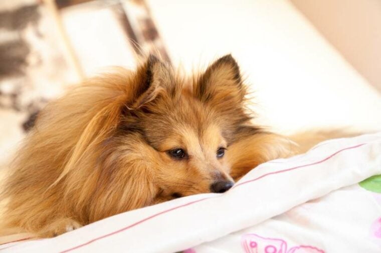 15 Dog Breeds With Amber Eyes: Info, Pictures, Facts & History | Hepper ...
