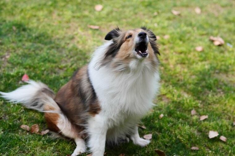 15 Sheltie Pros and Cons You Need to Know | Hepper Pet Resources
