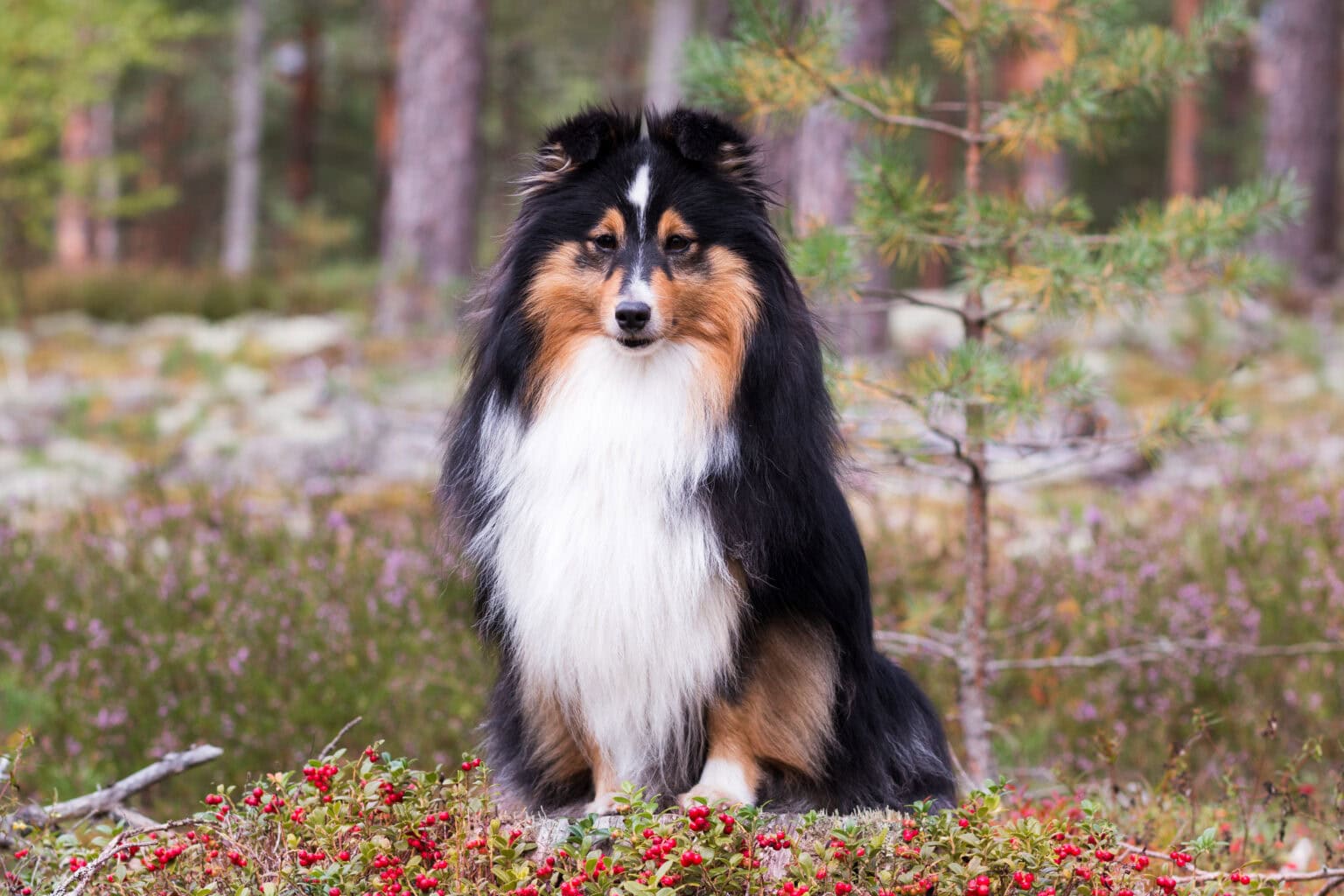 30 European Dog Breeds: A Complete Overview (With Info & Pictures ...