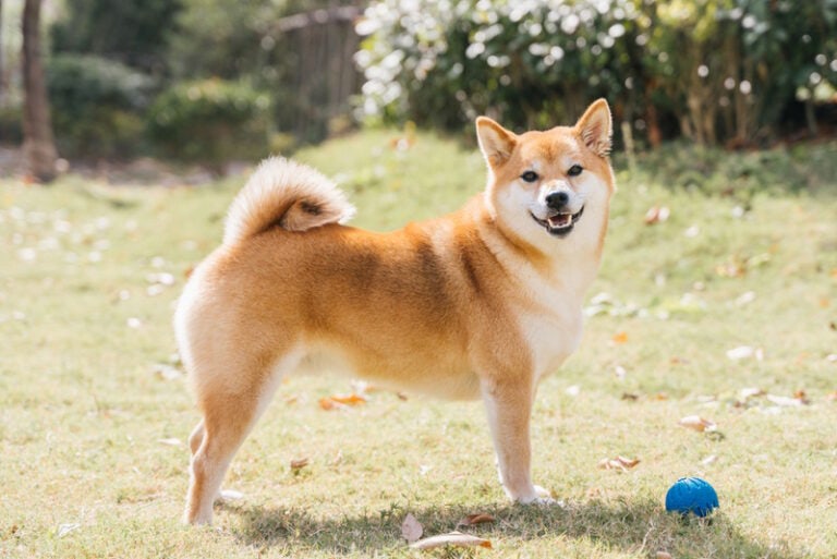 11 Dog Breeds That Are Similar to Shiba Inus (With Info & Pictures ...