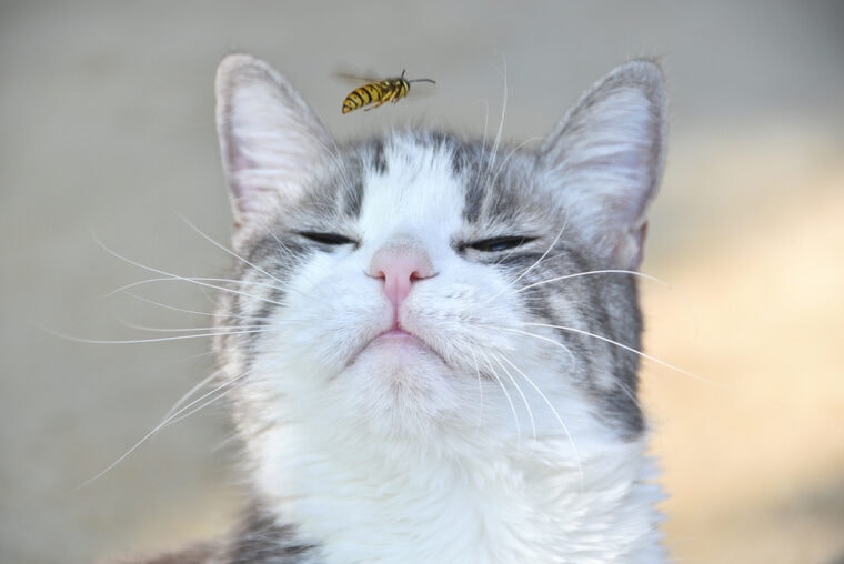 My Cat Was Stung By a Bee, What Do I Do? Vet-Approved Advice | Hepper ...