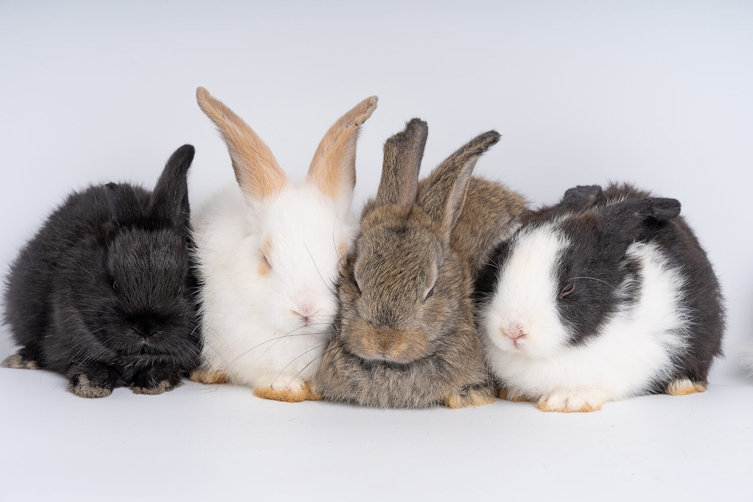 How Do Rabbits Sleep? Our Vet Explains | Hepper Pet Resources