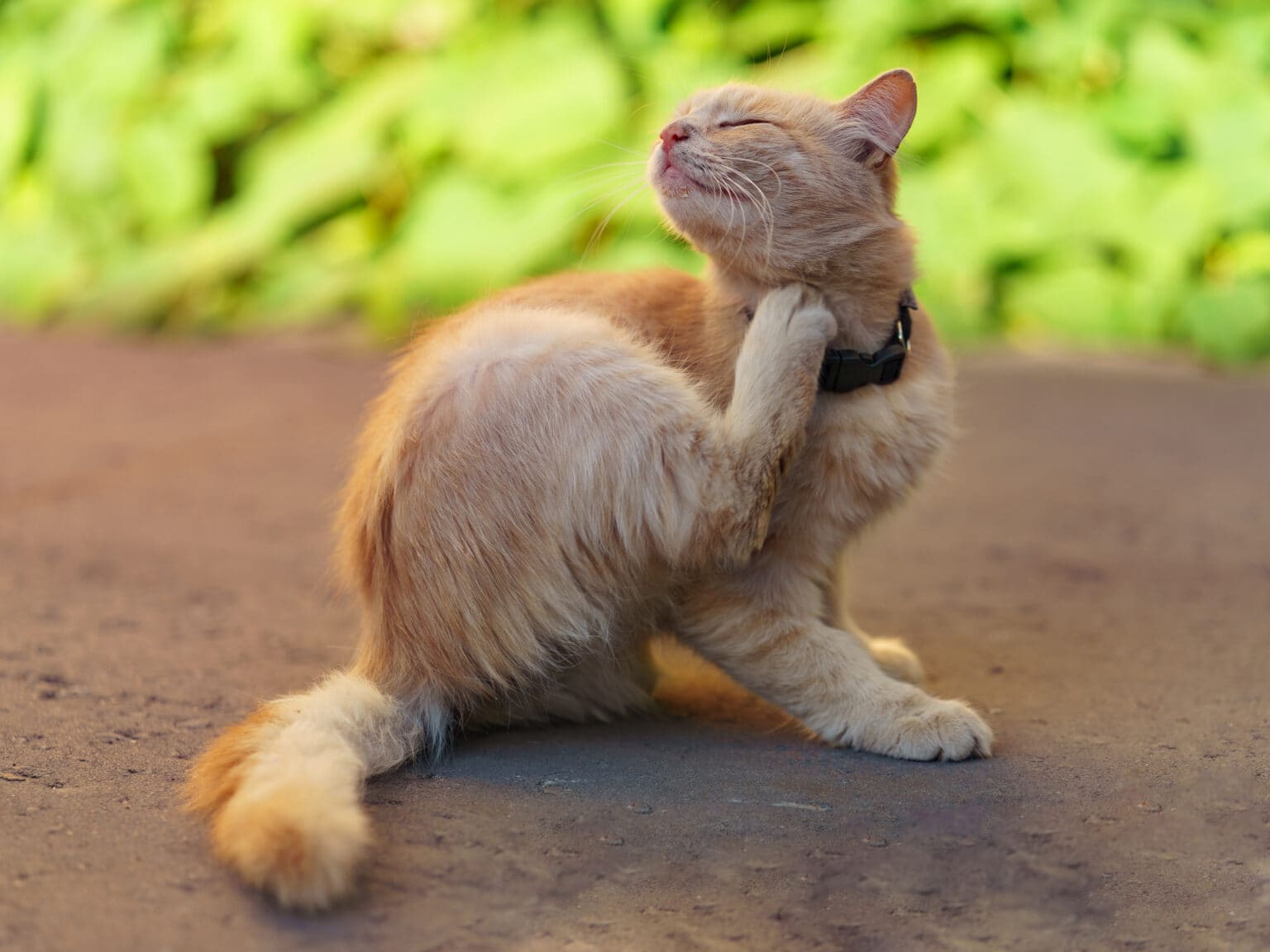 How to Help Cats With Stress (12 Vet-Approved Tips) | Hepper Pet Resources