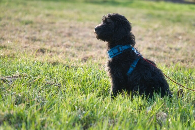 Black Goldendoodle: Pictures, Facts & History | Hepper Pet Resources